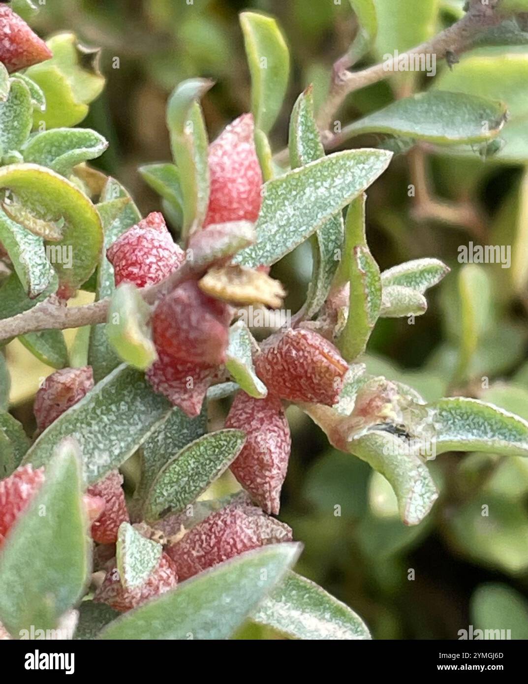 berry saltbush (Atriplex semibaccata Stock Photo - Alamy