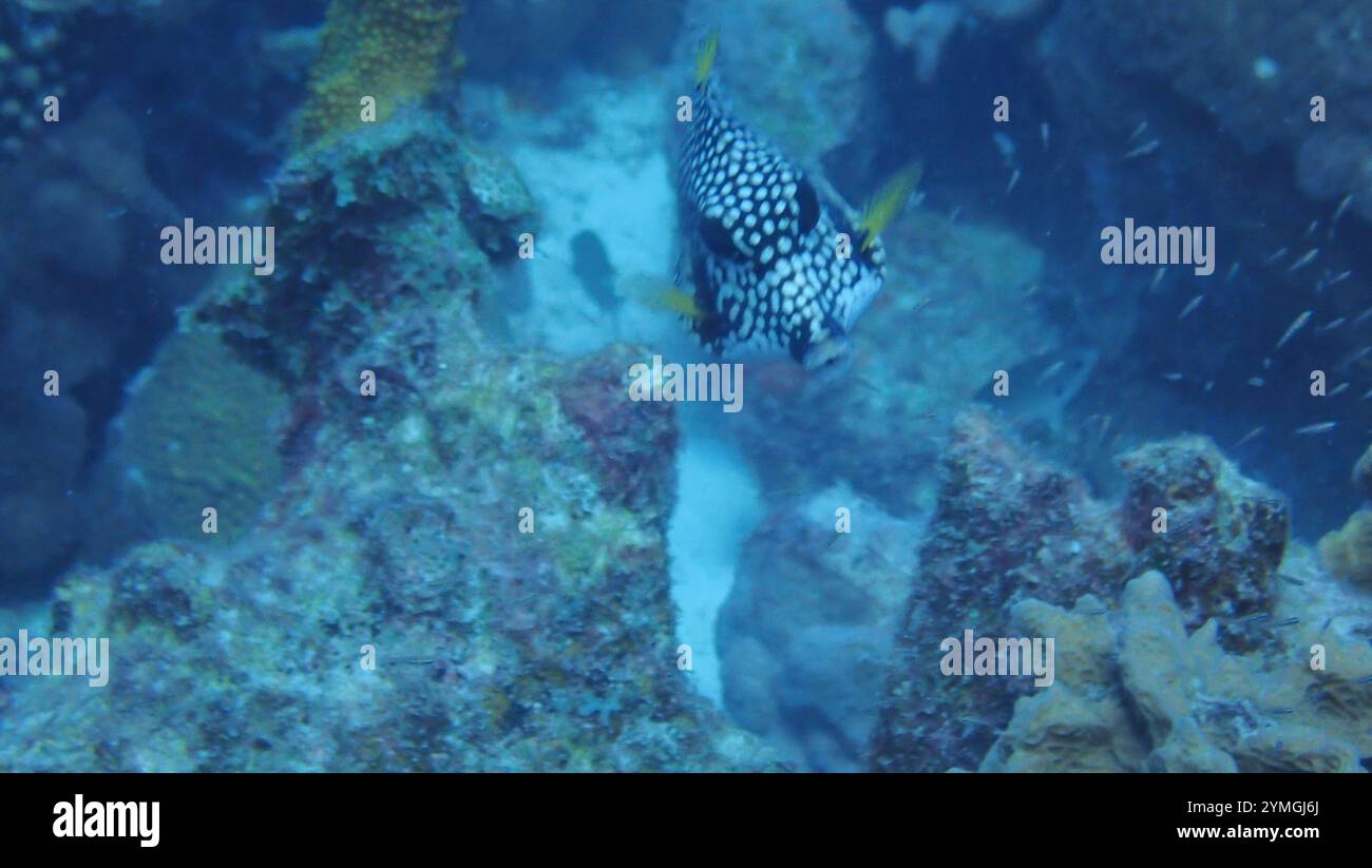 Smooth Trunkfish (Lactophrys triqueter Stock Photo - Alamy