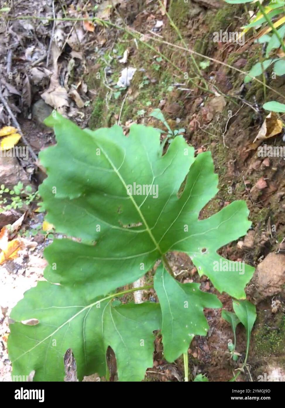 Kidney-leaf Rosinweed (Silphium compositum Stock Photo - Alamy