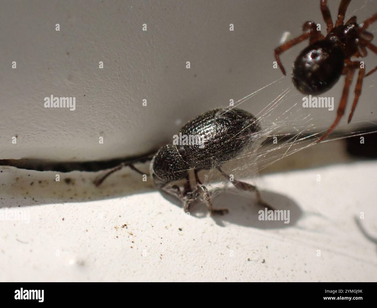Strawberry Root Weevil (Otiorhynchus ovatus Stock Photo - Alamy