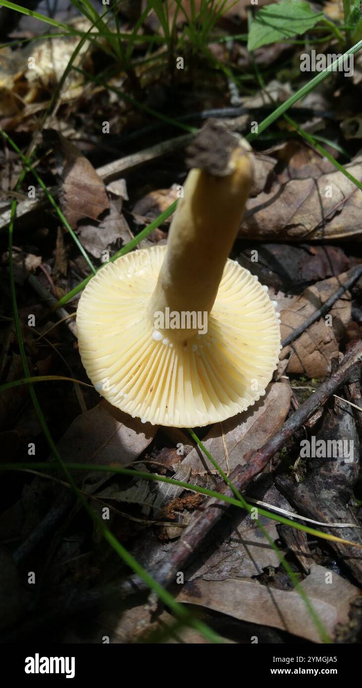 hygrophorus milkcap (Lactifluus hygrophoroides Stock Photo - Alamy