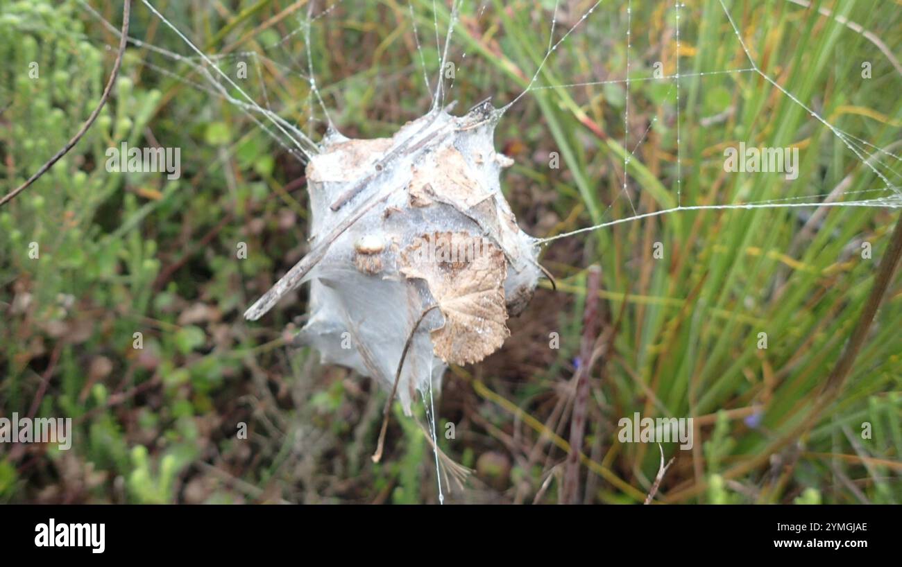 Cape Rainspider (Palystes castaneus Stock Photo - Alamy