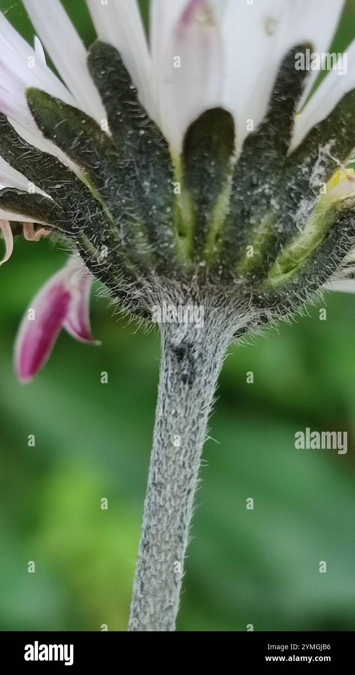 southern daisy (Bellis sylvestris Stock Photo - Alamy