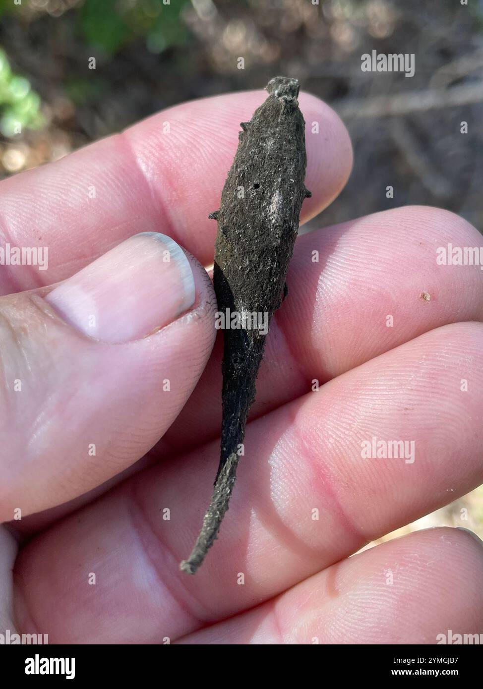 Pearl Milkweed (Matelea reticulata Stock Photo - Alamy