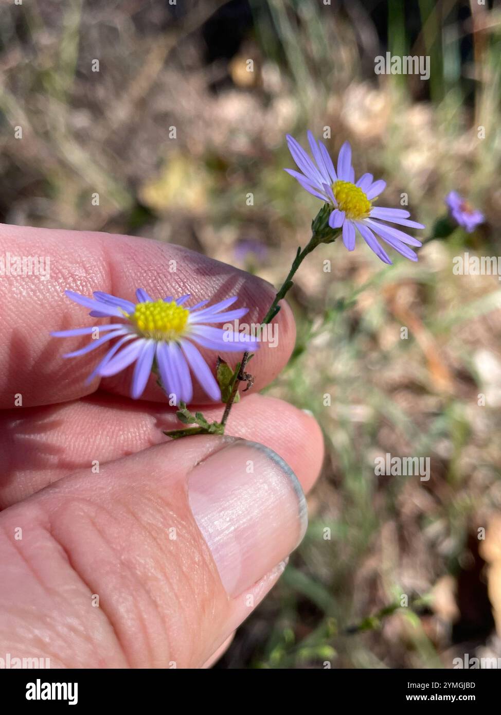 late purple aster (Symphyotrichum patens Stock Photo - Alamy