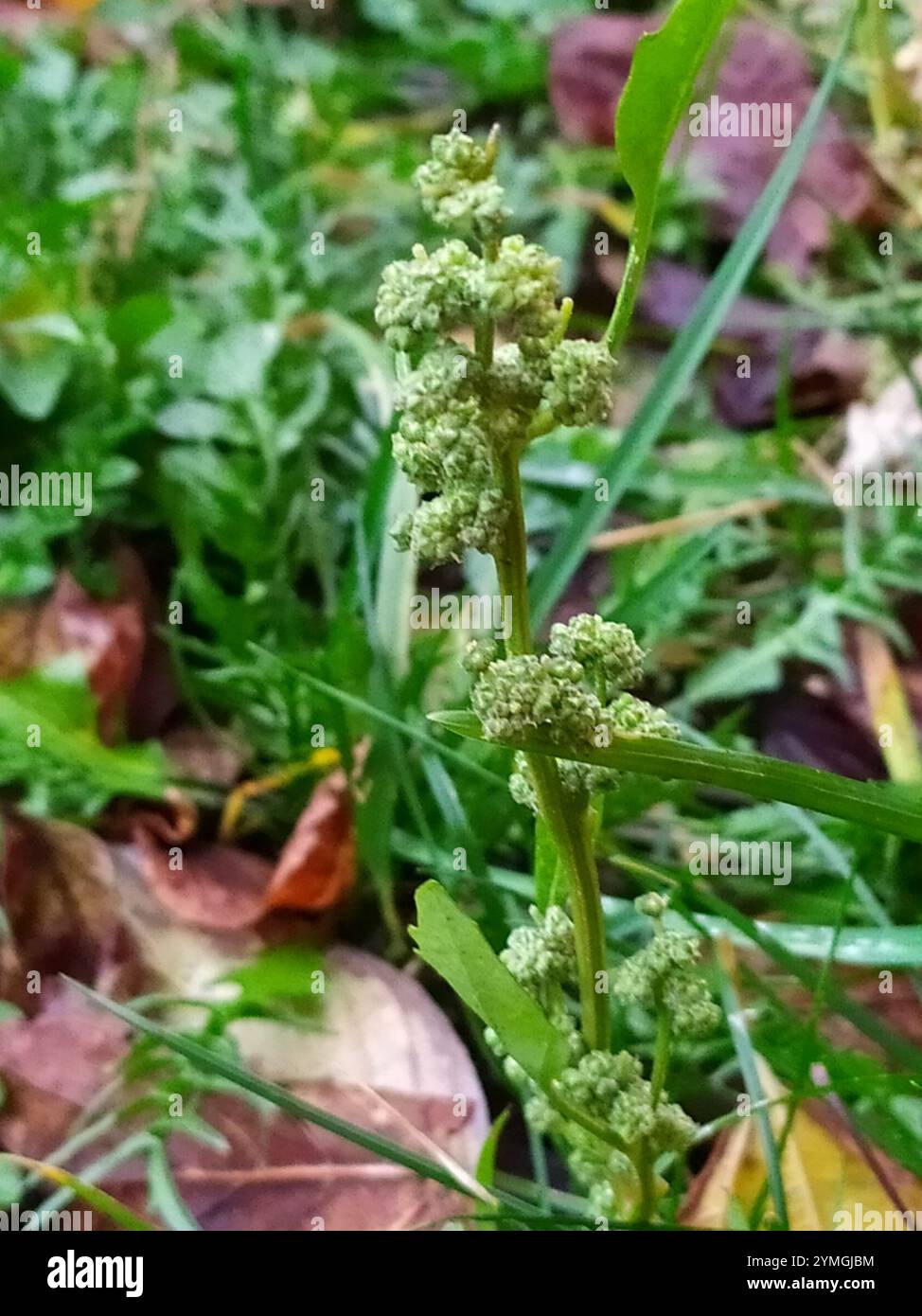 Chenopodioideae subfamily hi-res stock photography and images - Alamy