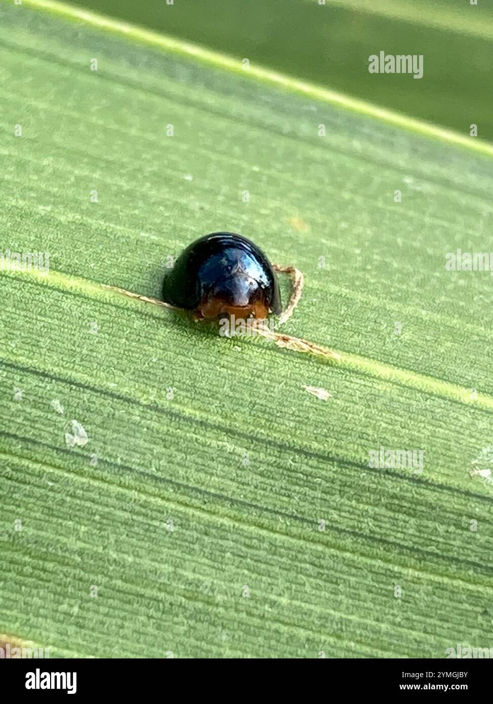 Chilocorus nigritus hi-res stock photography and images - Alamy