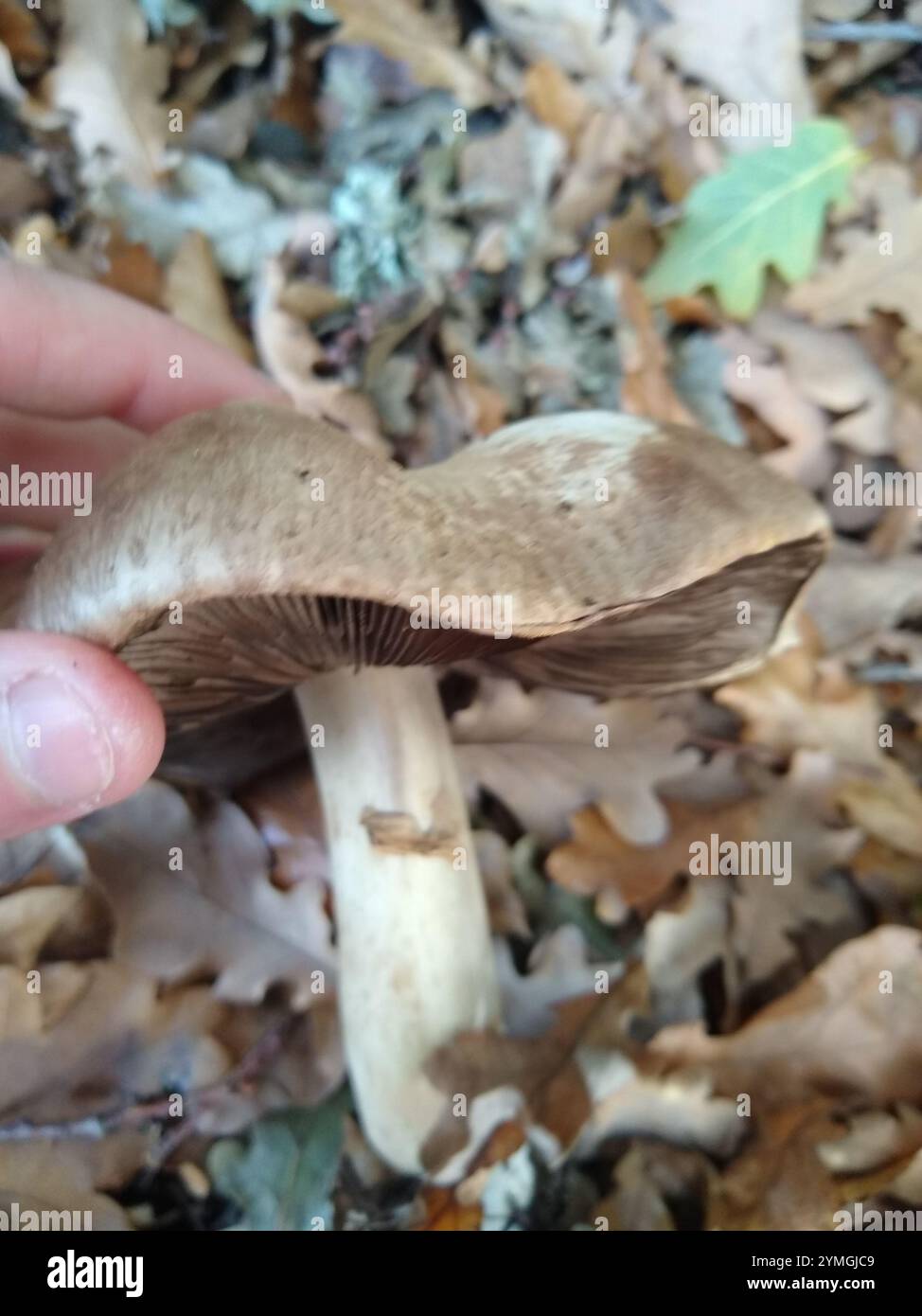 Yellow Stainer (Agaricus xanthodermus Stock Photo - Alamy