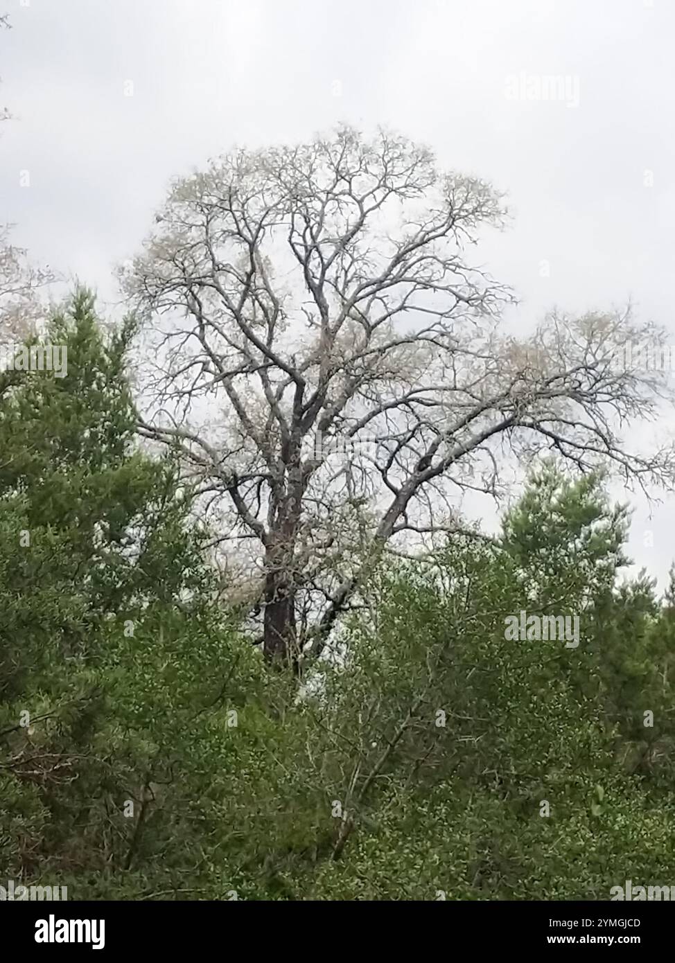 Cedar Elm (Ulmus crassifolia Stock Photo - Alamy