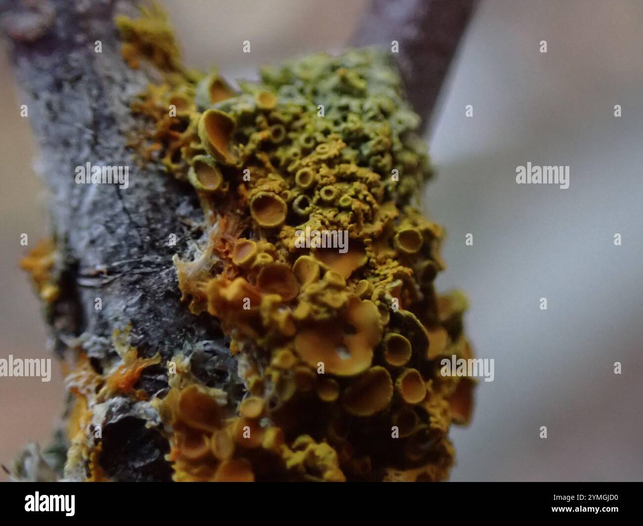 Pin-cushion Sunburst Lichen (Polycauliona polycarpa Stock Photo - Alamy