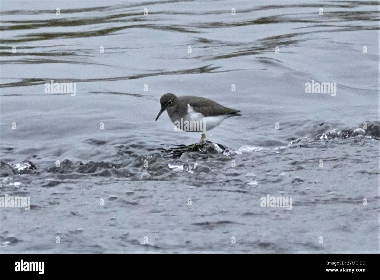 Spotted Sandpiper (Actitis macularius Stock Photo - Alamy