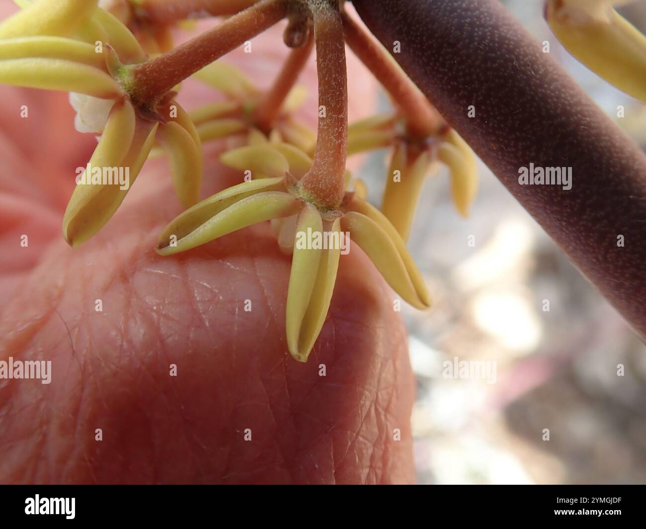 Caustic Vine (Cynanchum viminale Stock Photo - Alamy