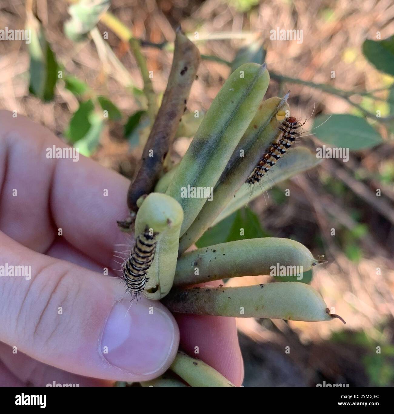 Ornate Bella Moth (Utetheisa ornatrix Stock Photo - Alamy