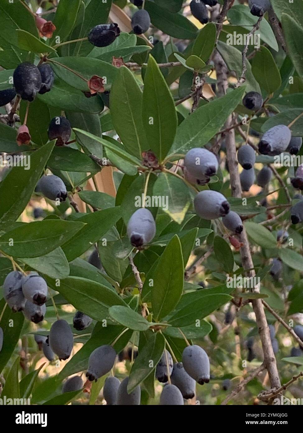 myrtle (Myrtus communis Stock Photo - Alamy