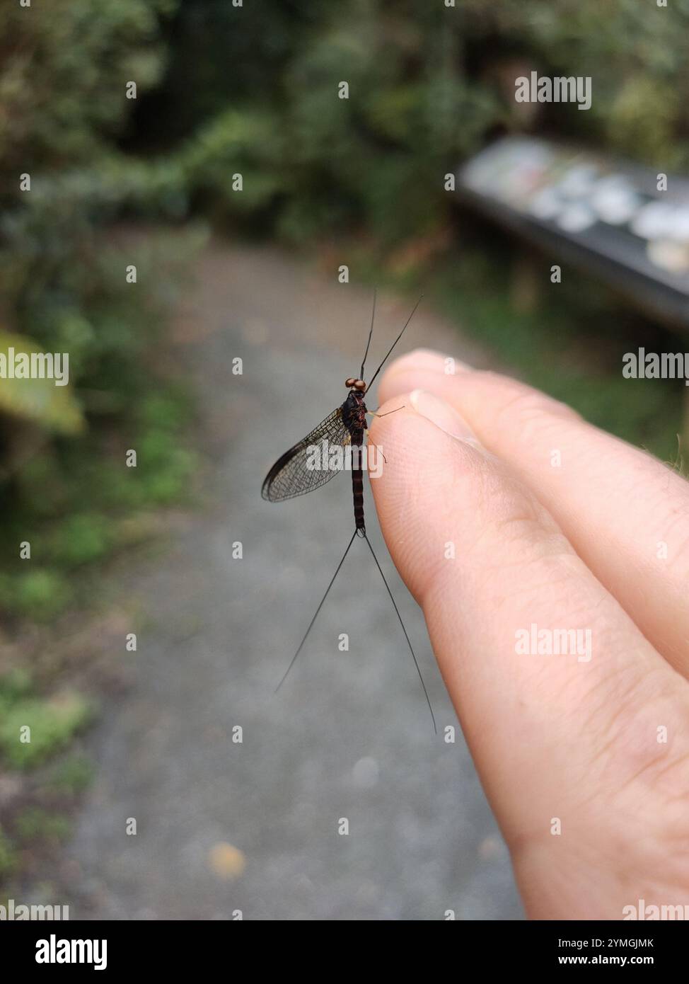 Coloburiscus humeralis hi-res stock photography and images - Alamy