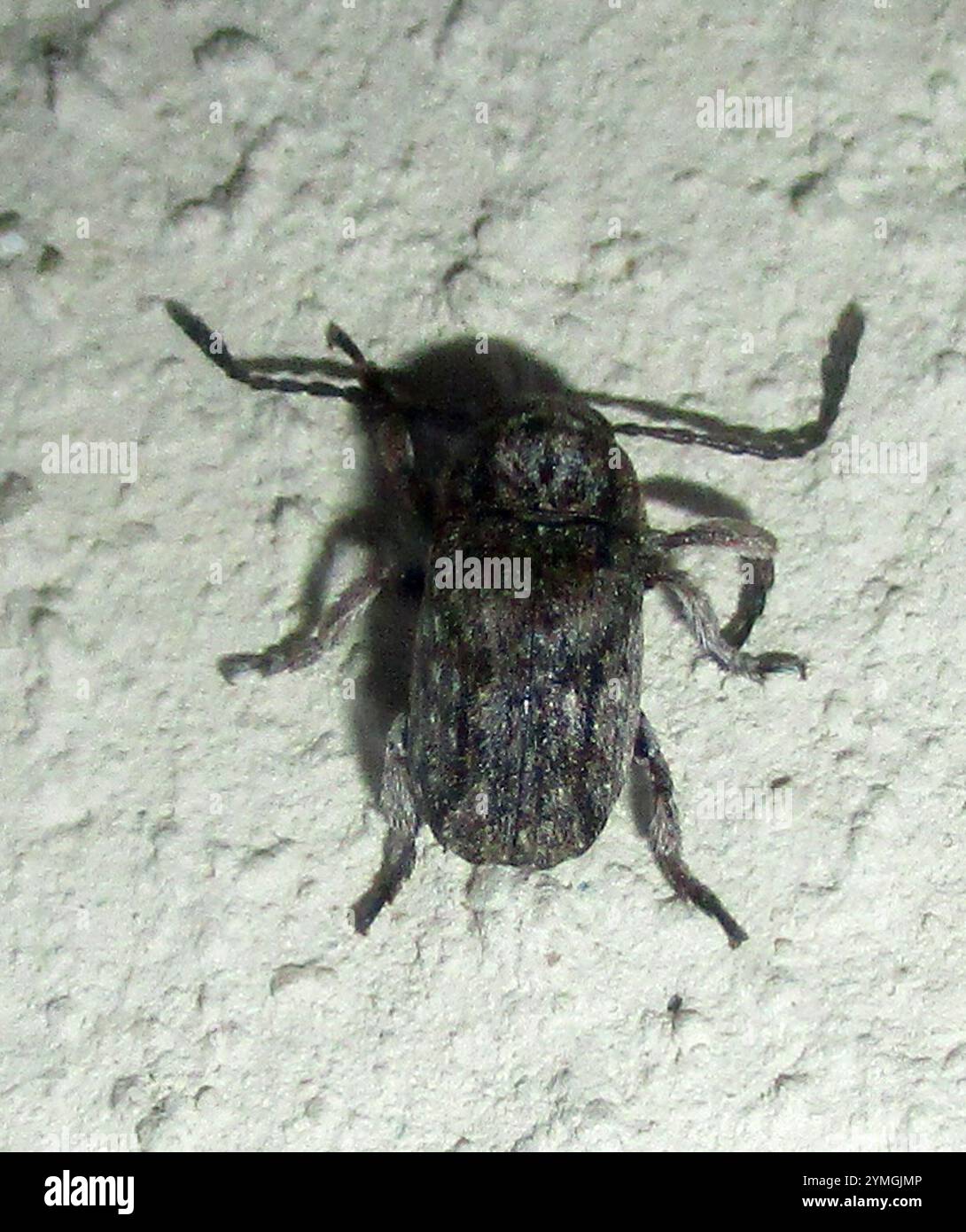 Phloeobius hi-res stock photography and images - Alamy