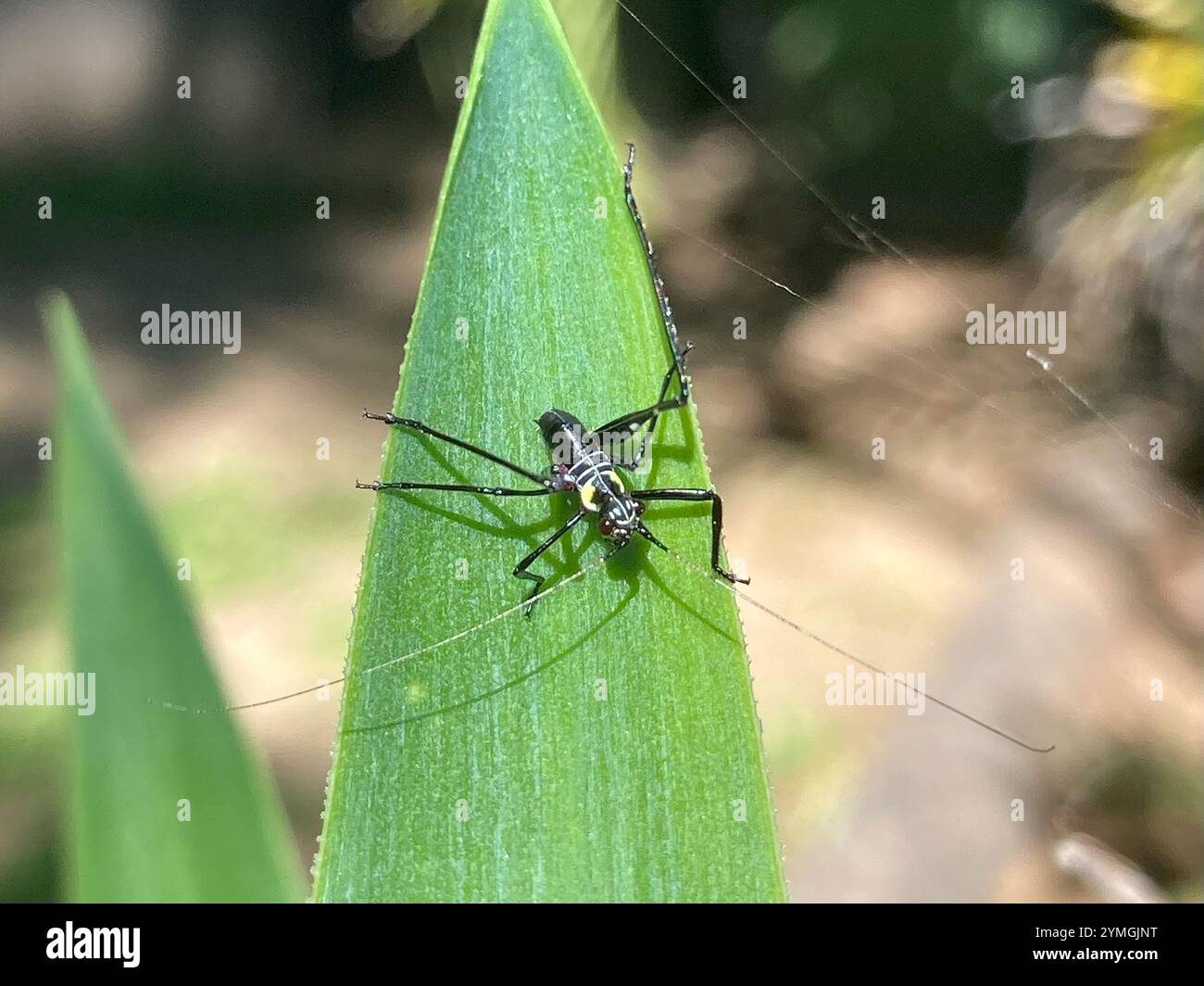 32 spotted katydid hi-res stock photography and images - Alamy
