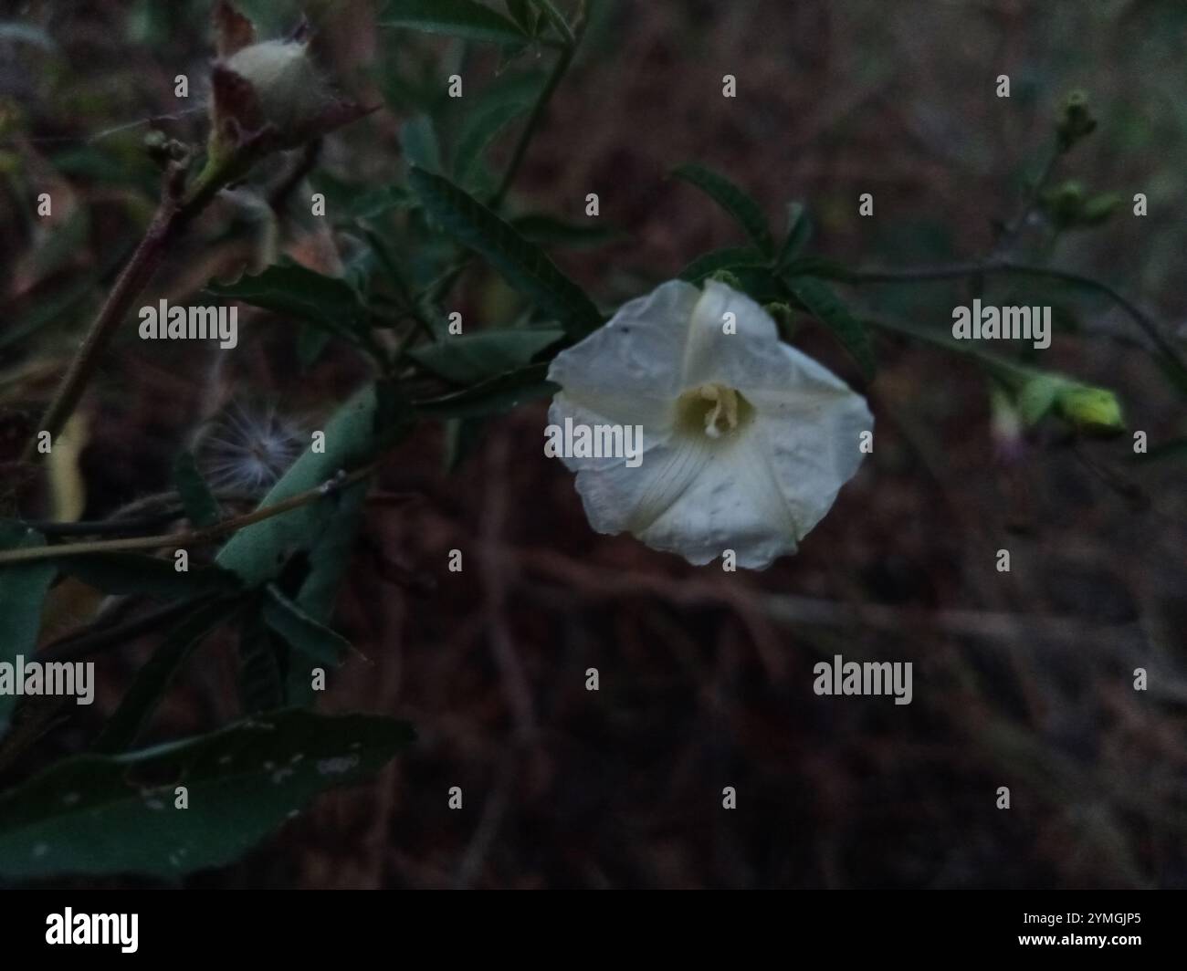 Rock Rosemary (Distimake quinquefolius Stock Photo - Alamy