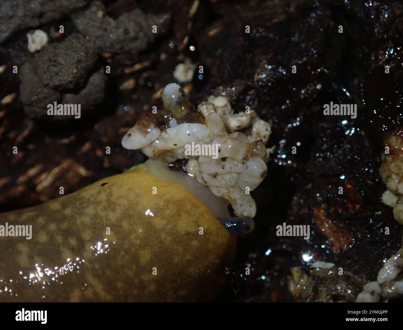 Yellow slug limacus flavus hi-res stock photography and images - Alamy