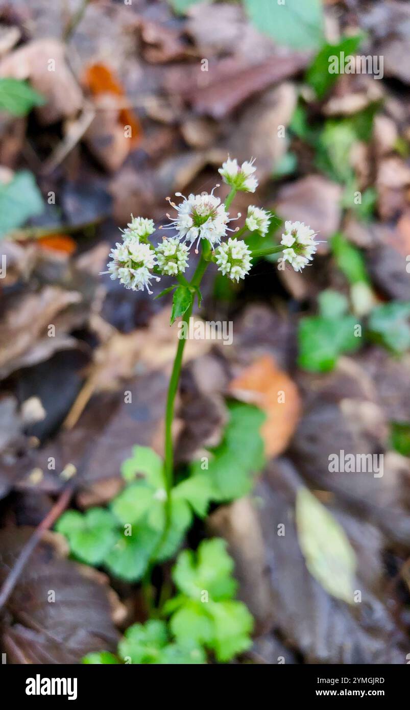 wood sanicle (Sanicula europaea Stock Photo - Alamy
