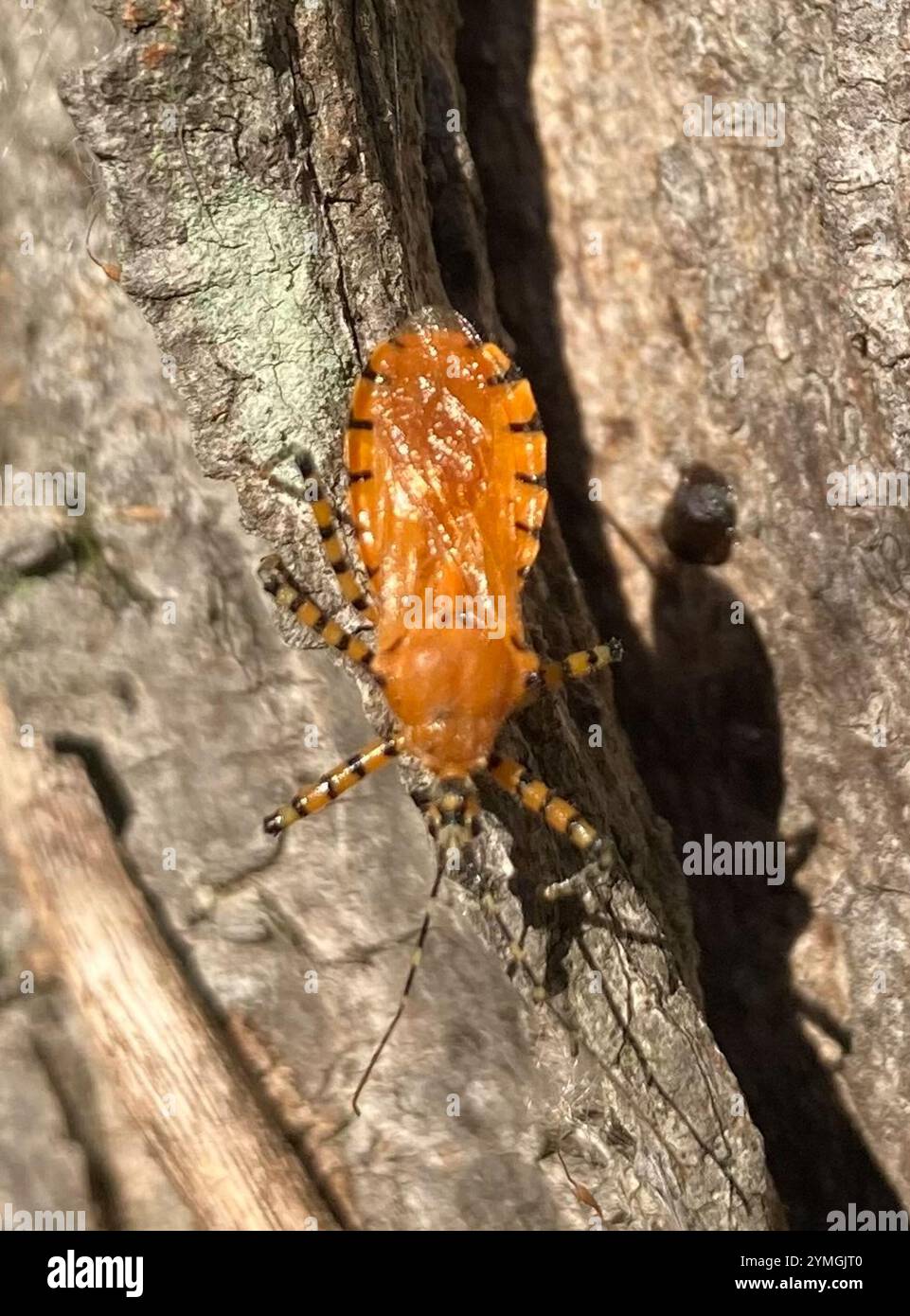 Orange Assassin Bug (Pselliopus barberi Stock Photo - Alamy