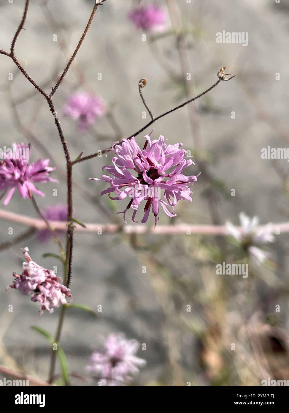 Small Palafox (Palafoxia callosa Stock Photo - Alamy