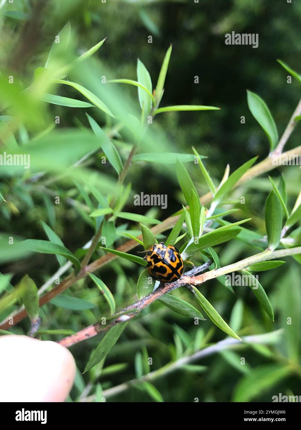 Tasmanian Ladybird (Cleobora mellyi Stock Photo - Alamy