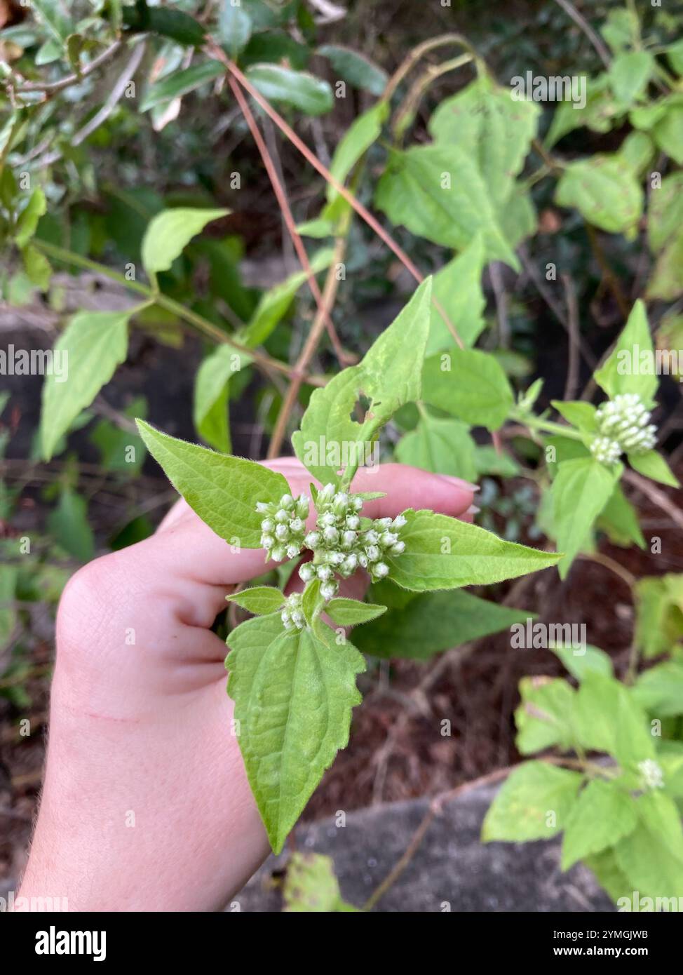 Siam weed (Chromolaena odorata Stock Photo - Alamy
