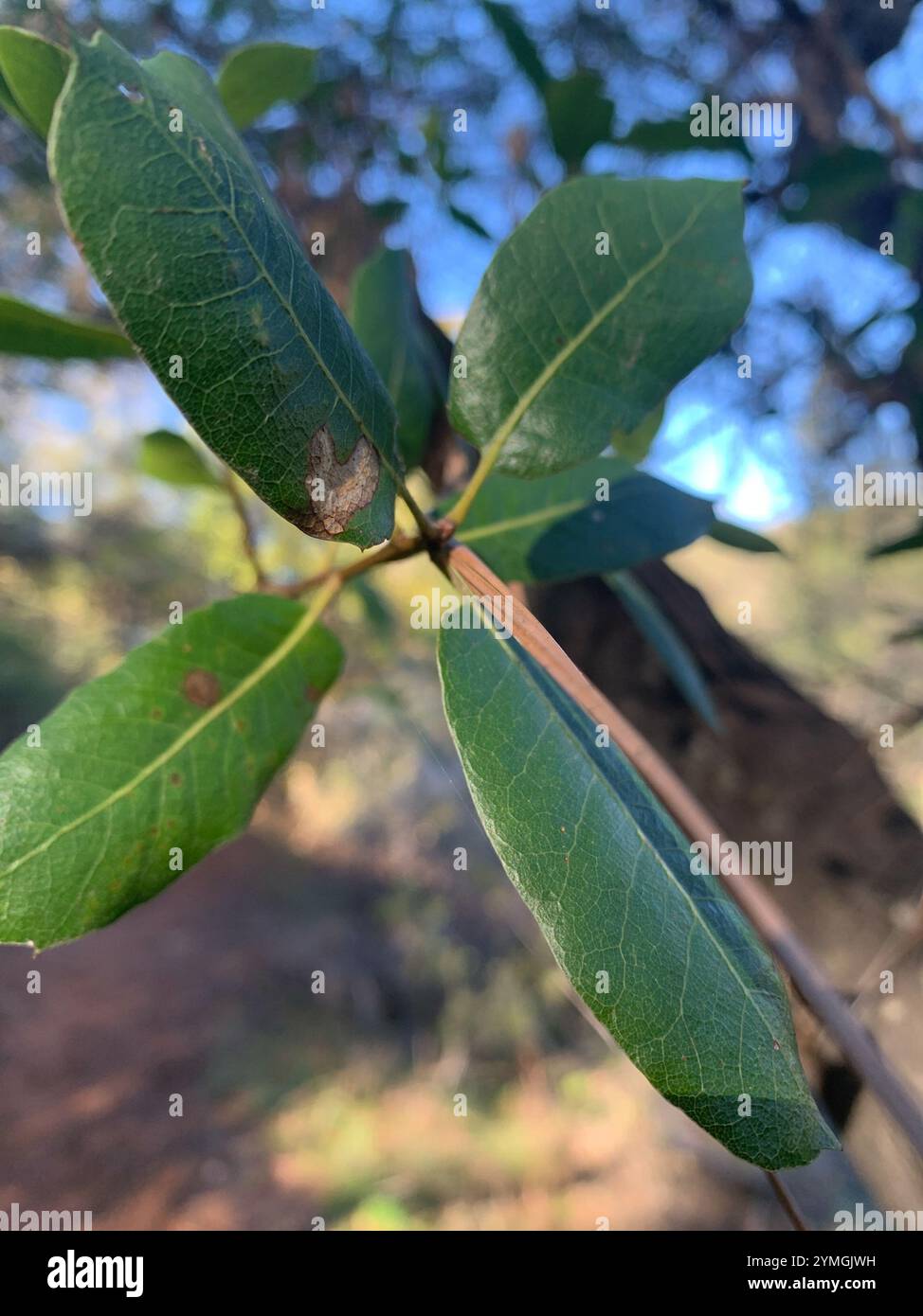 interior live oak (Quercus wislizeni Stock Photo - Alamy