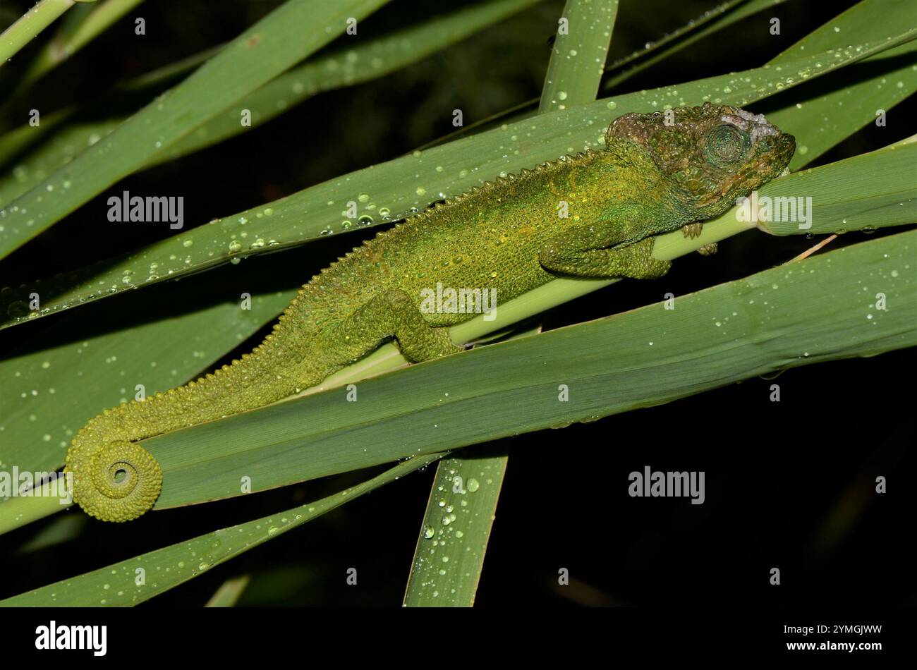 Cape Dwarf Chameleon (Bradypodion pumilum Stock Photo - Alamy