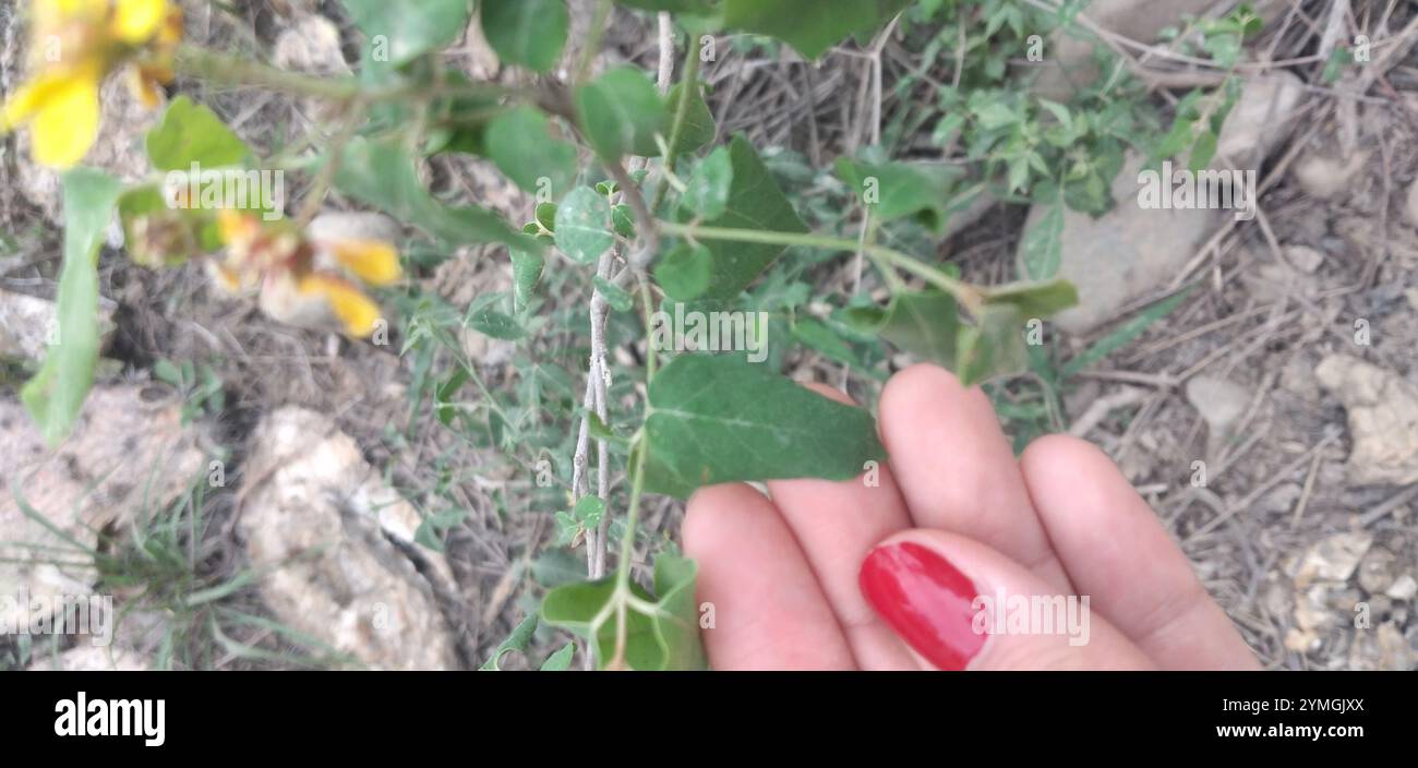 Malpighiaceae family hi-res stock photography and images - Alamy