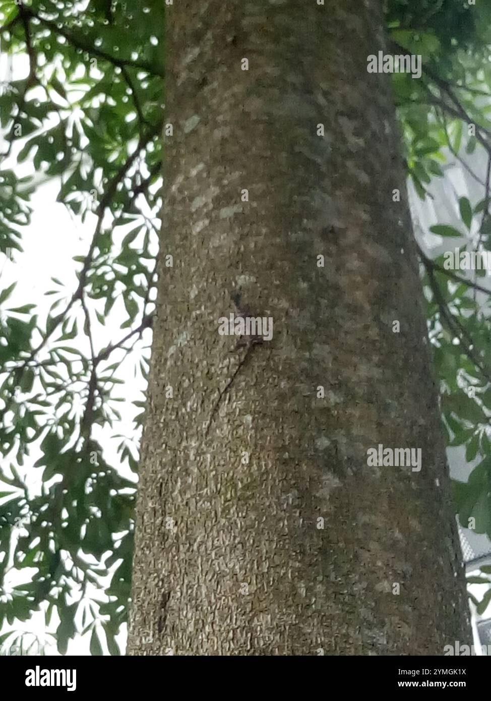 Draco sumatranus hi-res stock photography and images - Alamy