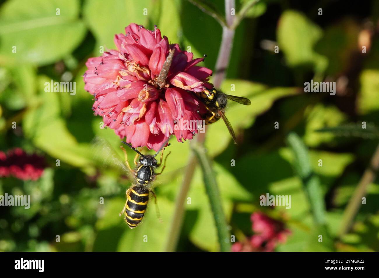 Alaska Yellowjacket (Vespula alascensis Stock Photo - Alamy