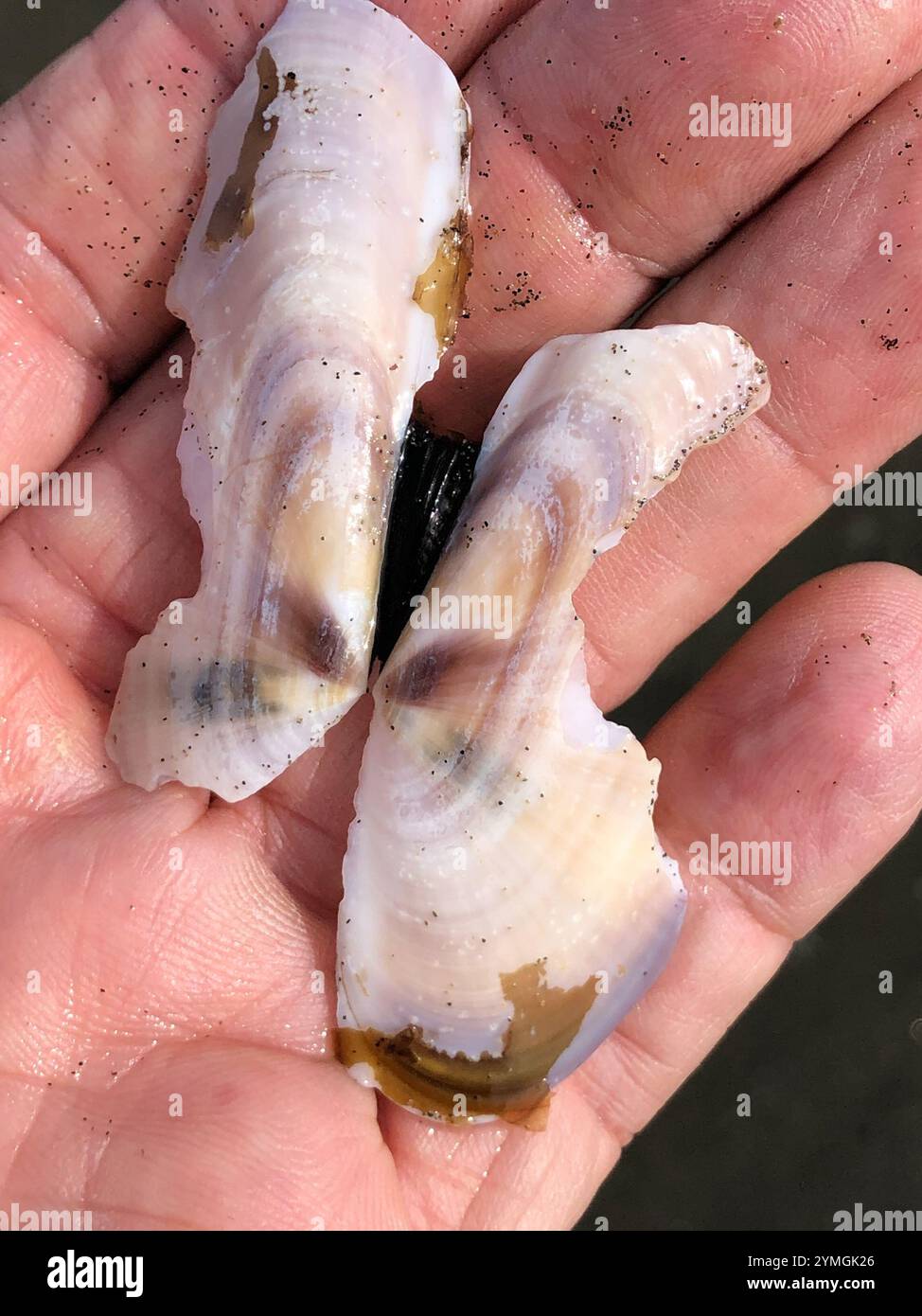 Pacific Razor Clam (Siliqua patula Stock Photo - Alamy
