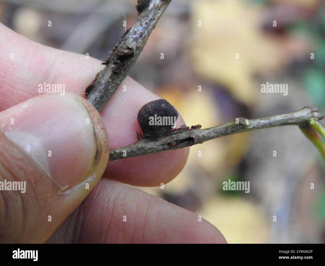 Banded Bullet Gall Wasp (Kokkocynips imbricariae Stock Photo - Alamy
