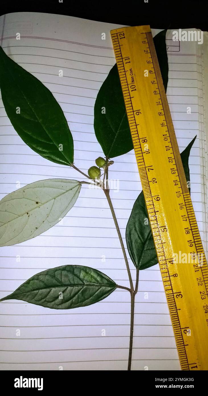 Ceylon croton (Croton zeylanicus Stock Photo - Alamy