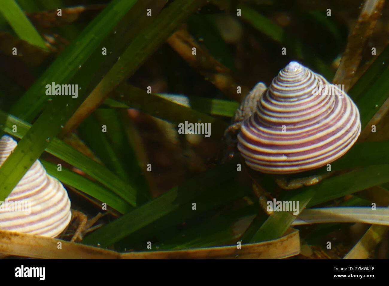 Blue ringed top snail hi-res stock photography and images - Alamy