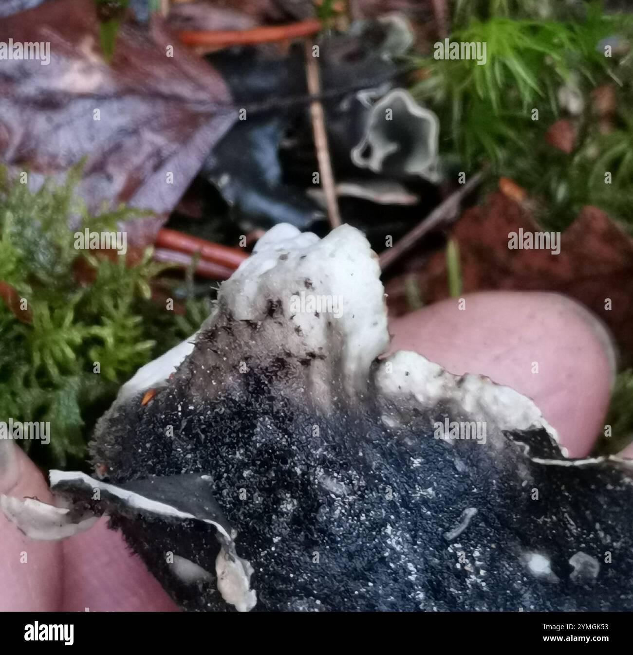 Blacksaddle pelt lichen (Peltigera neckeri Stock Photo - Alamy