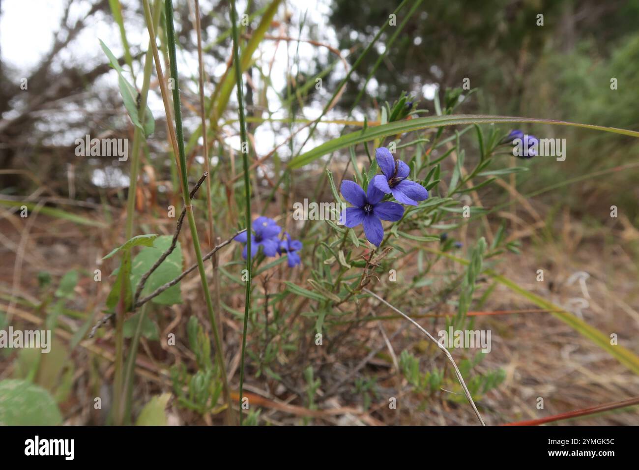 Rough Halgania (Halgania cyanea Stock Photo - Alamy