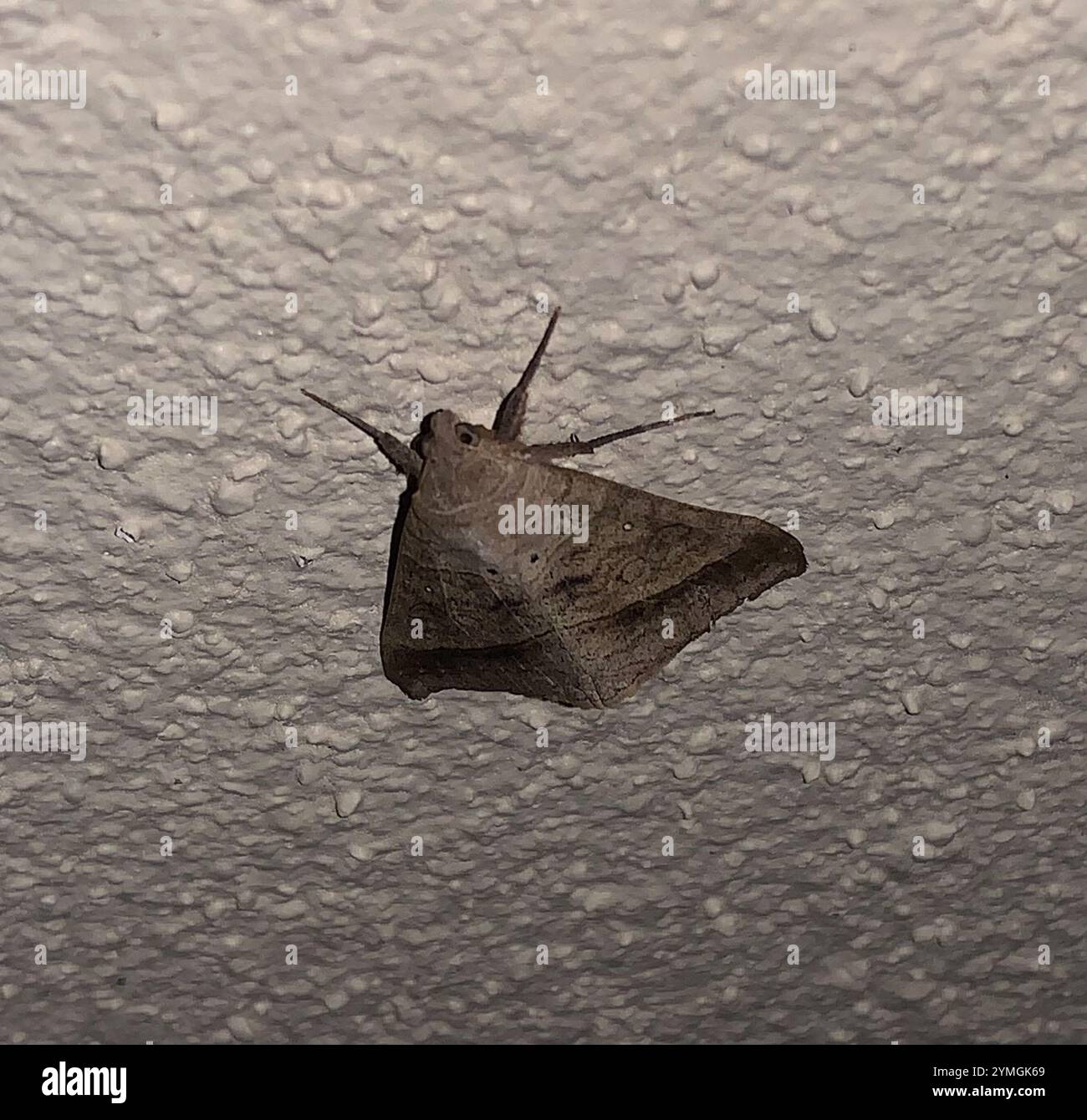 Underwing, Tiger, Tussock, and Allied Moths (Erebidae Stock Photo - Alamy