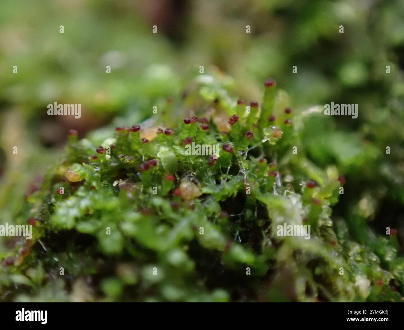 Heller's Notchwort (Crossocalyx hellerianus Stock Photo - Alamy