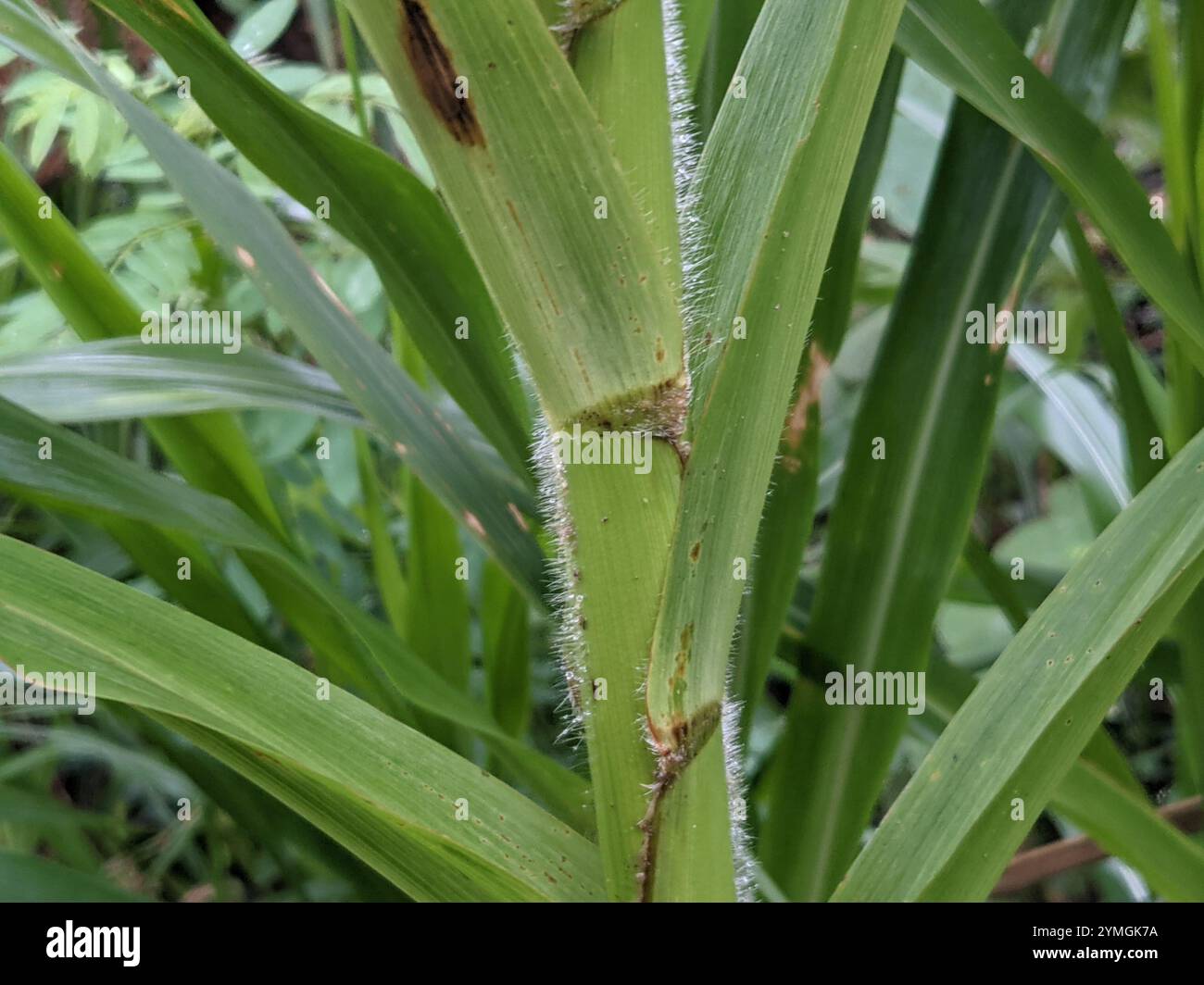 bristlegrasses, bluestems, paspalums, and allies (Panicoideae Stock ...