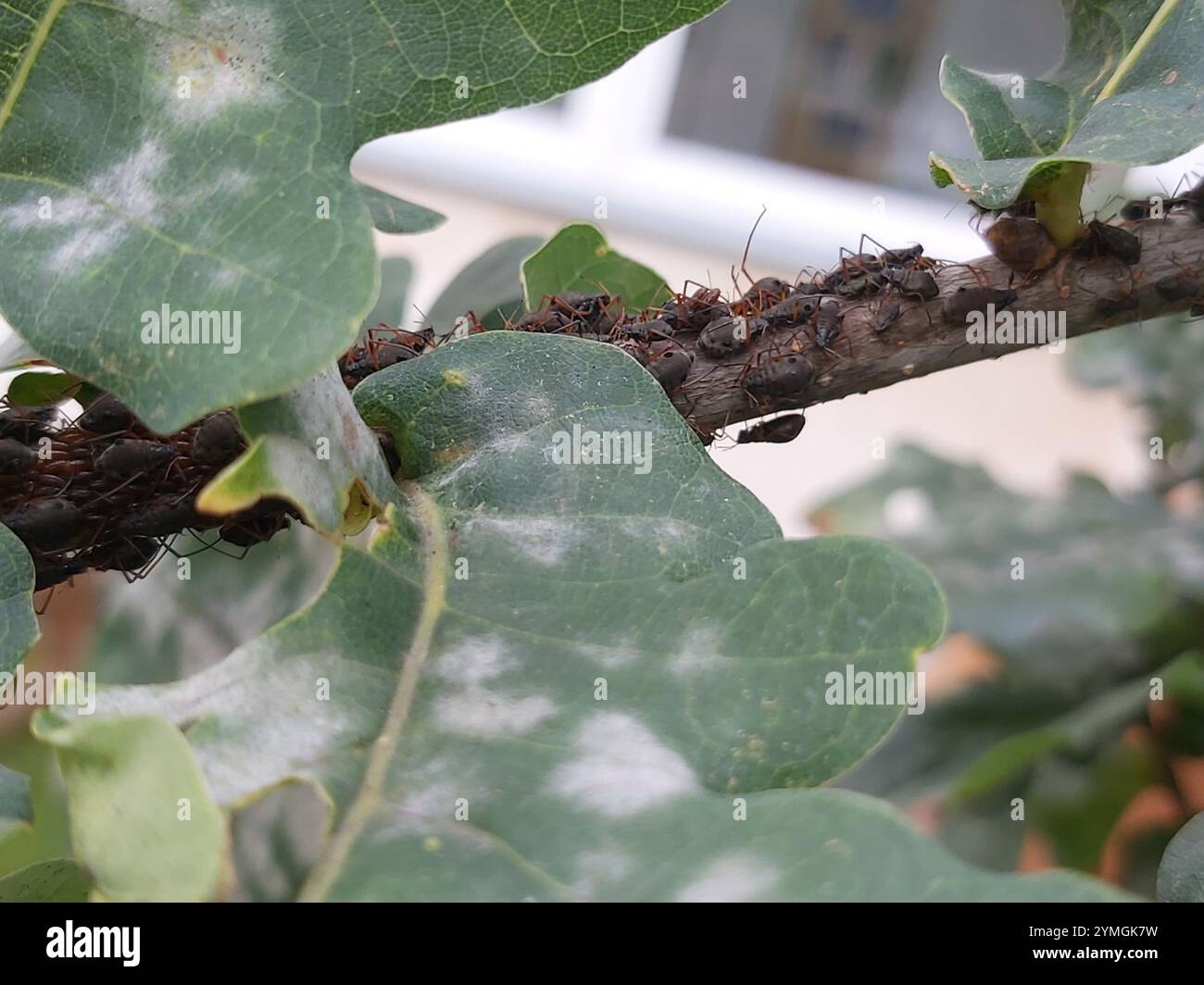 Variegated Oak Aphid (Lachnus roboris Stock Photo - Alamy