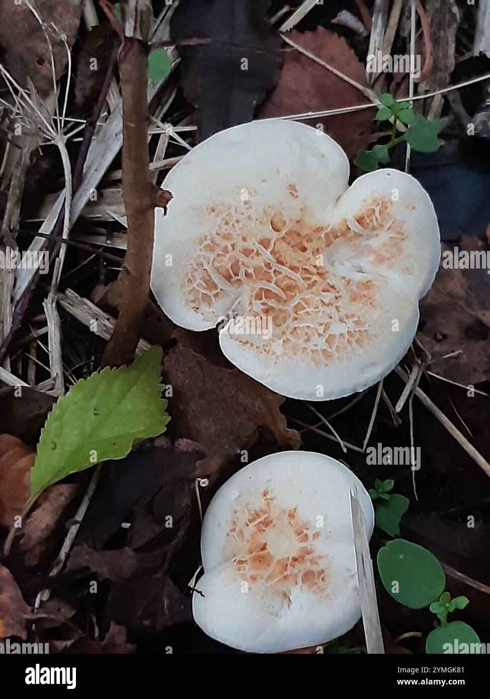 Stinking Dapperling (Lepiota cristata Stock Photo - Alamy