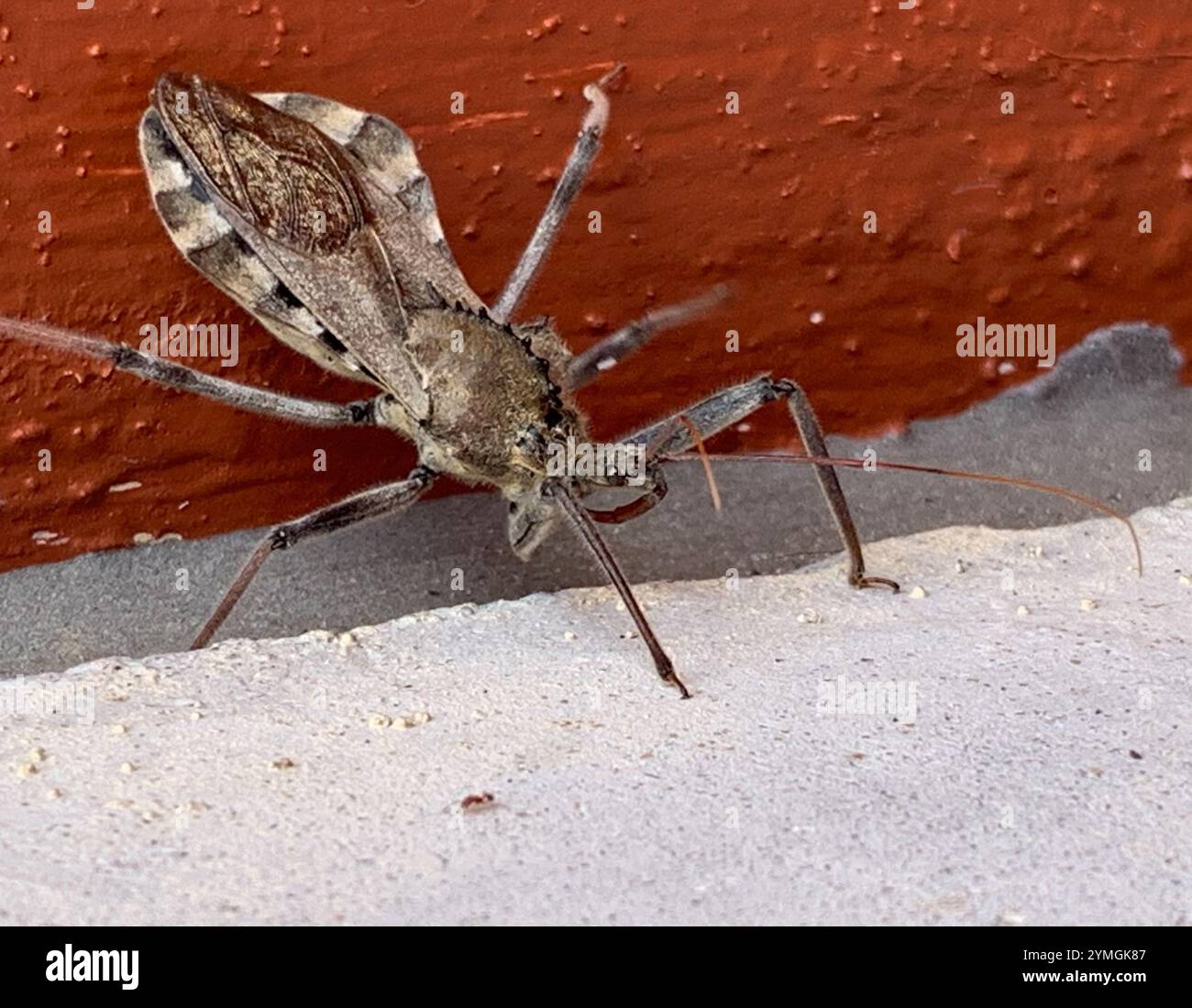 North American Wheel Bug (Arilus cristatus Stock Photo - Alamy