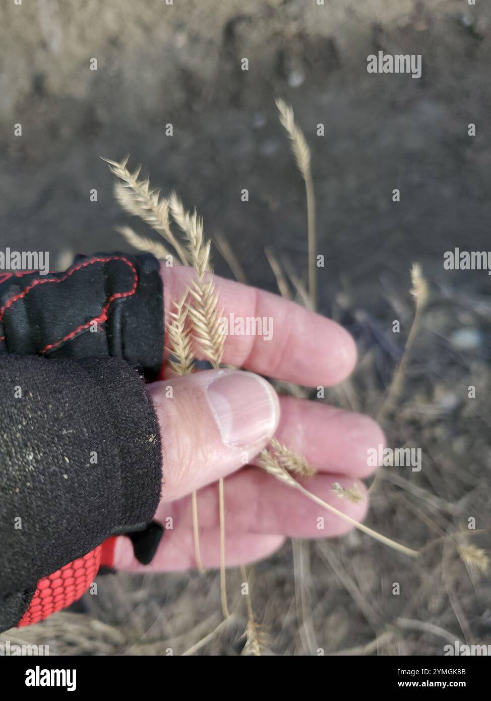 Crested Wheatgrass (Agropyron cristatum Stock Photo - Alamy