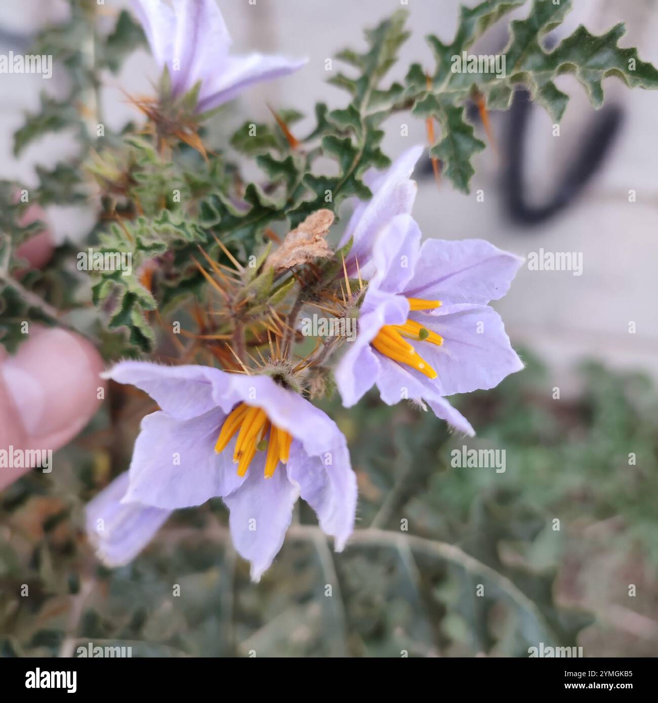 Red Buffalo-bur (Solanum sisymbriifolium Stock Photo - Alamy