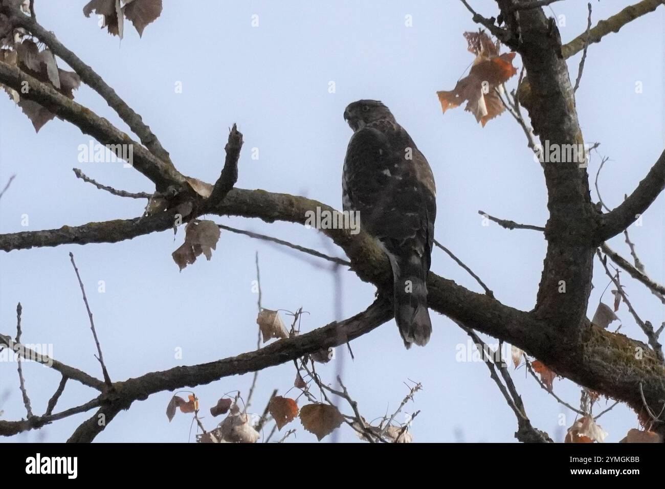 Cooper's Hawk (Astur cooperii Stock Photo - Alamy