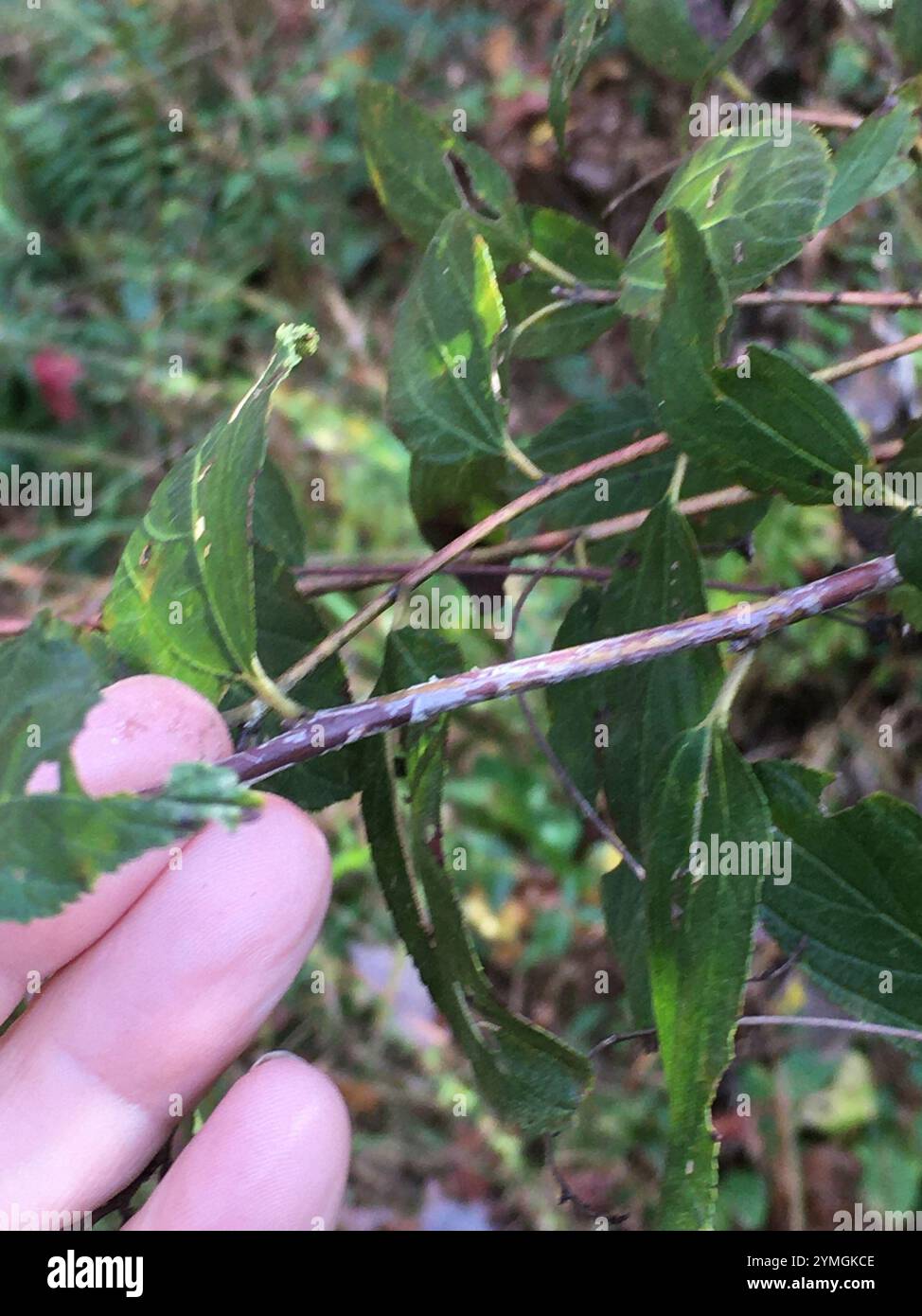 New Jersey tea (Ceanothus americanus Stock Photo - Alamy