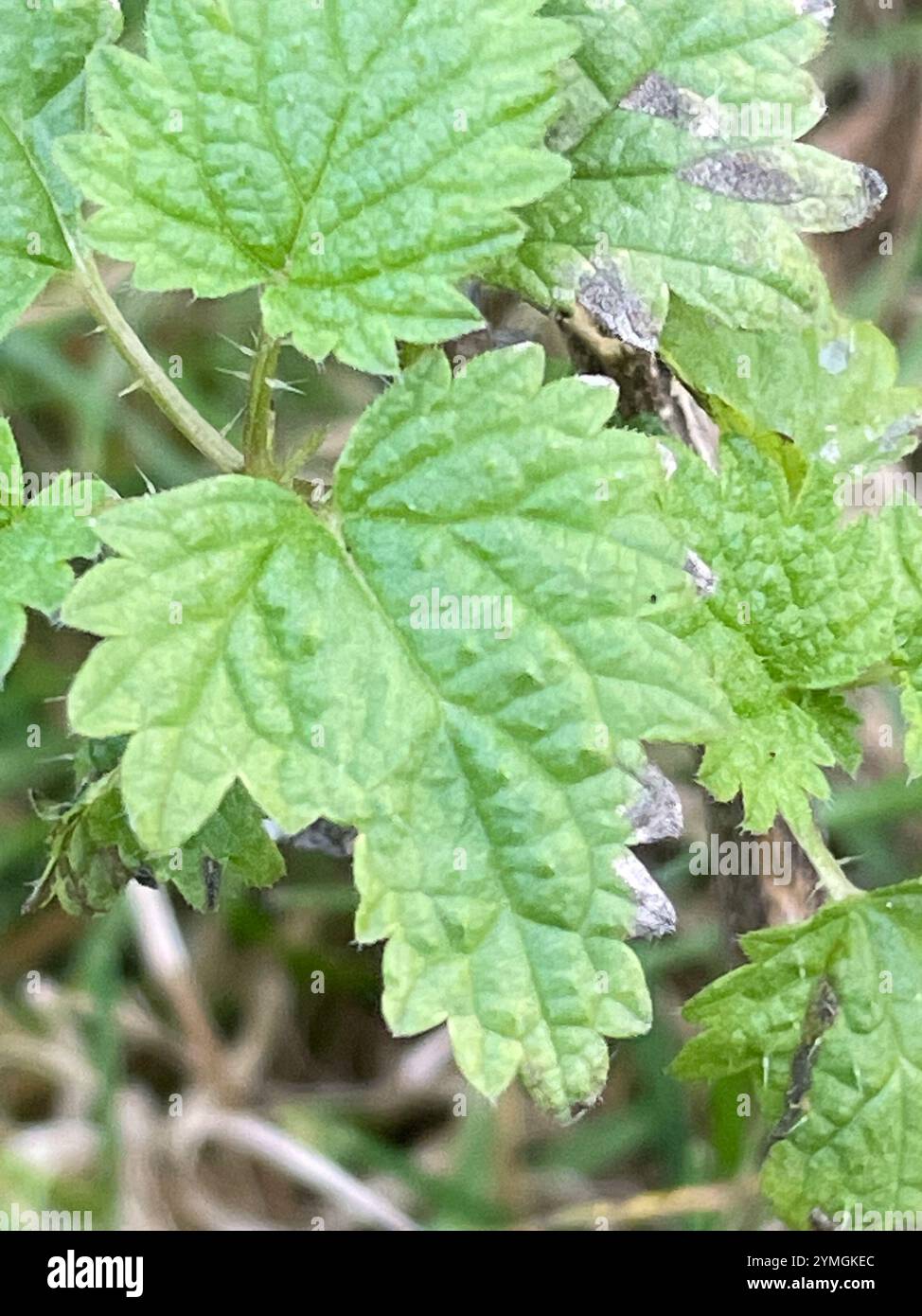 great stinging nettle (Urtica dioica Stock Photo - Alamy